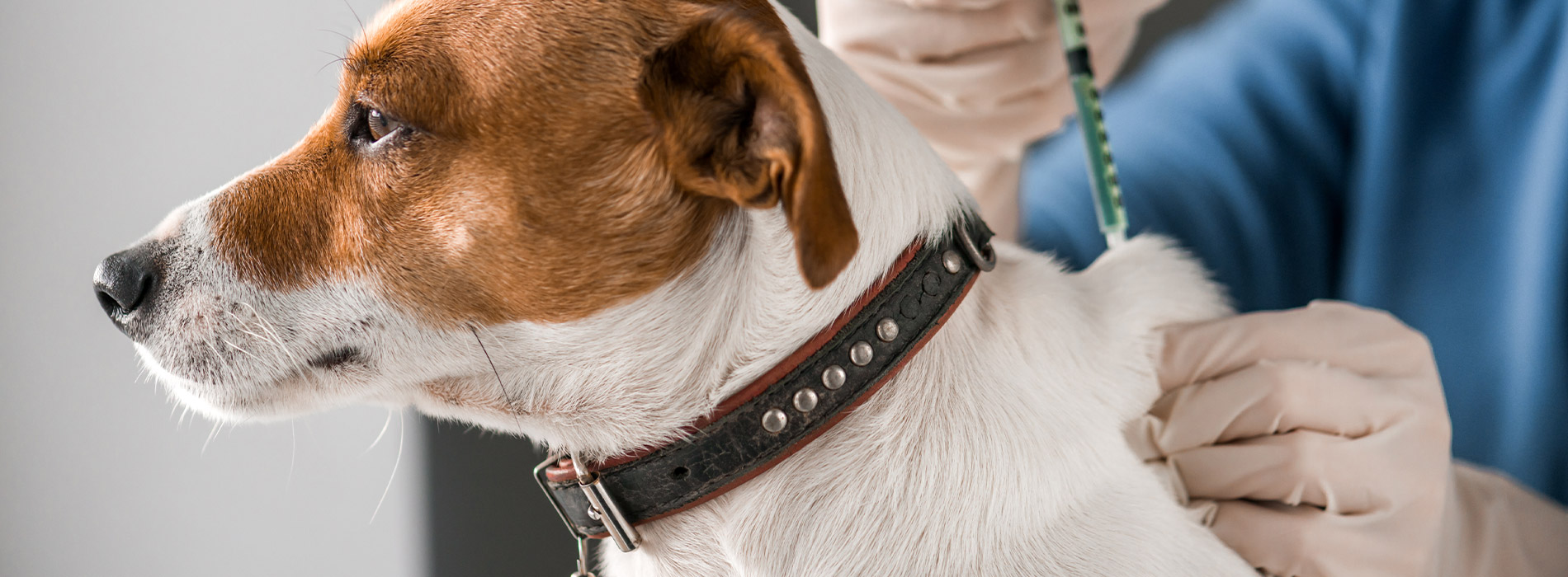 Pet Euthanasia - Dog & Cat Euthanasia At Home